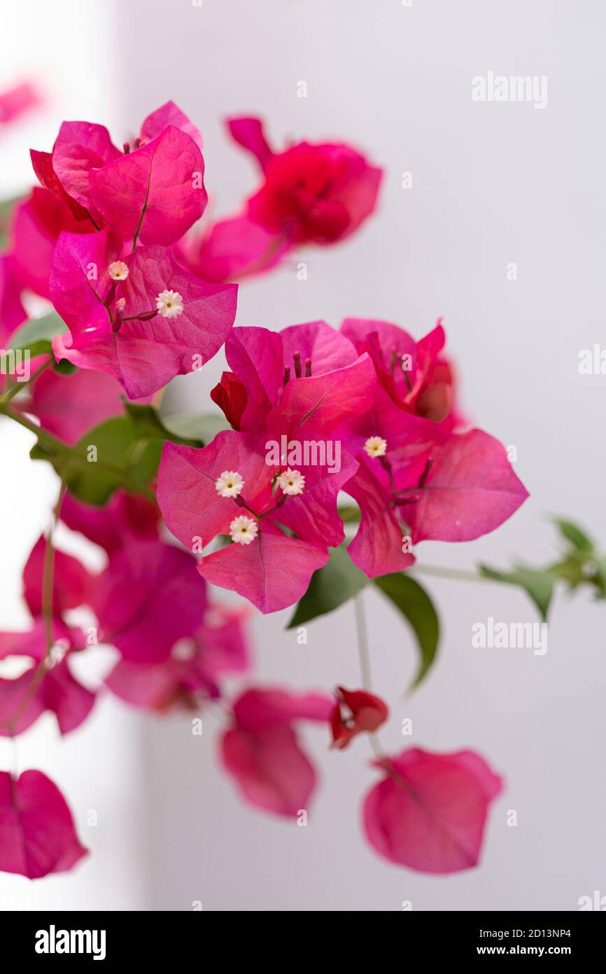 Beautiful colorful bougainvillea flowers blossoms in Catalonia, Spain ...