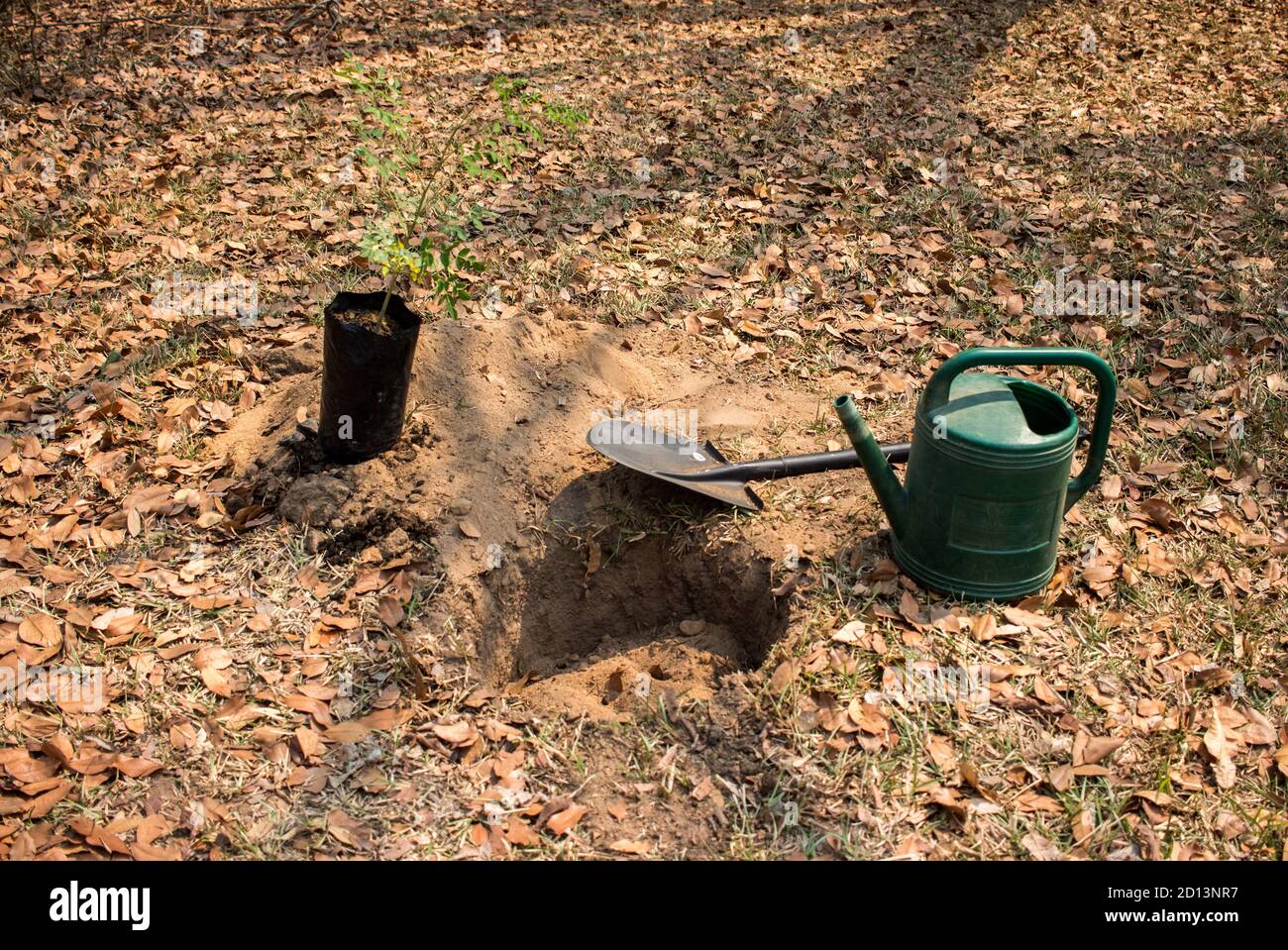 A tree sapling, a shovel and watering can being prepared to plant a ...
