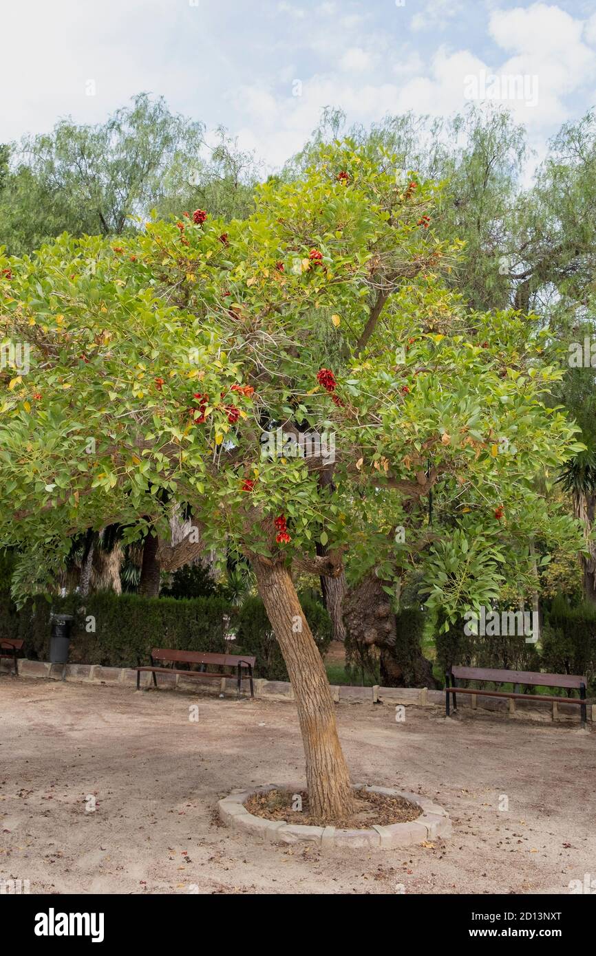 Erythrina crista-galli tree in the park, Valencia Stock Photo - Alamy