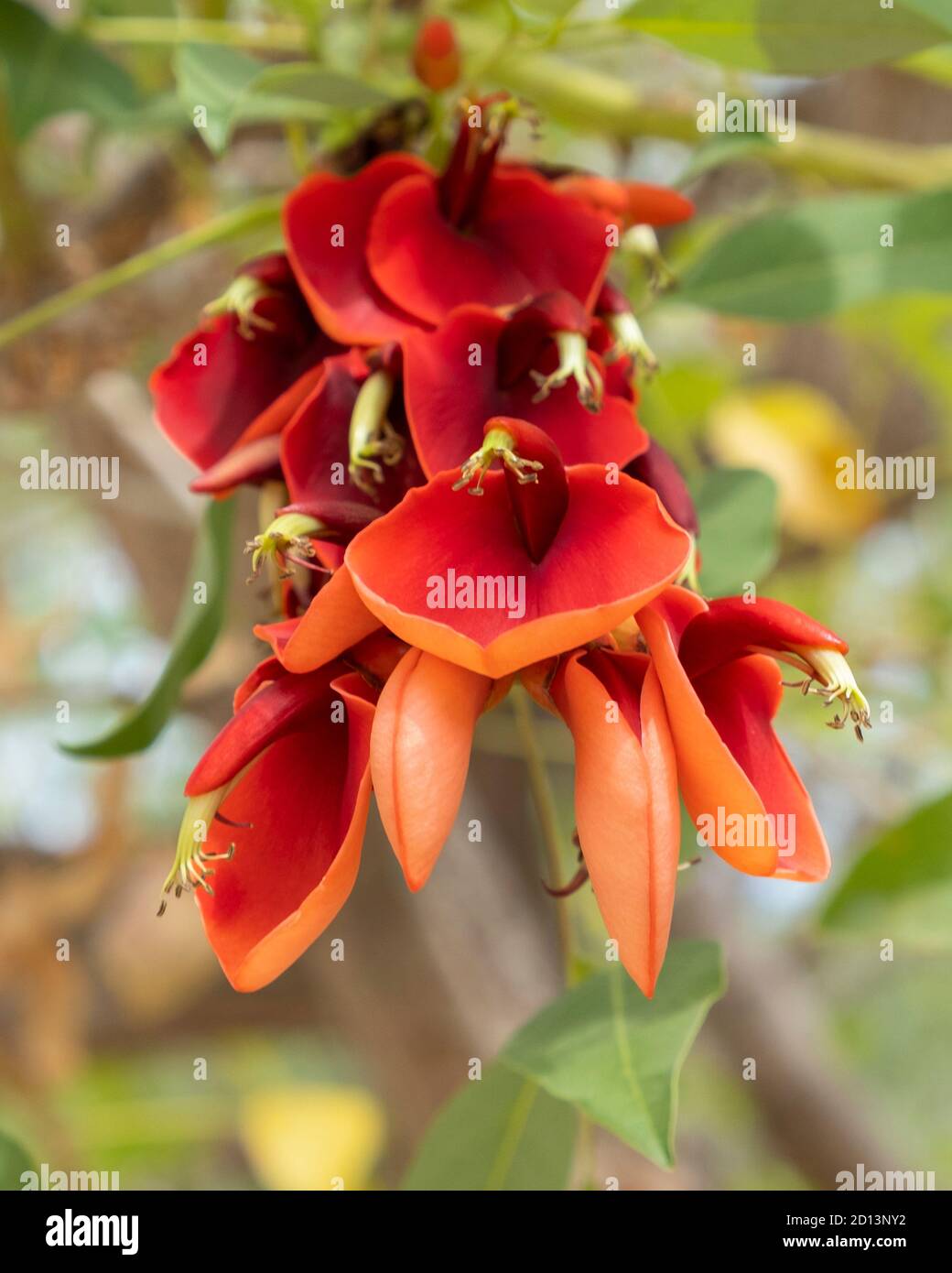 Red Flowers Of Erythrina Crista Galli High Resolution Stock Photography ...