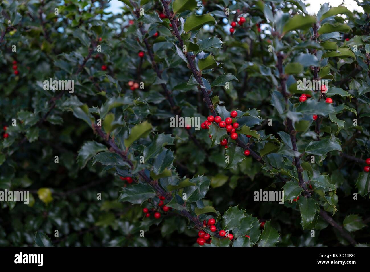 Chinese holly - densely foliaged evergreen shrub (Ilex cornuta). Fruits ...