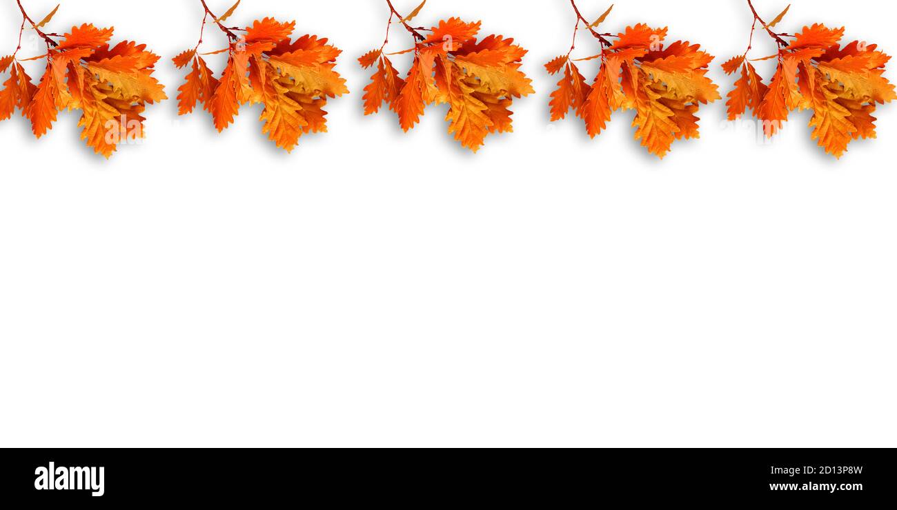 fall beech branches and leaves on a plain white background Stock Photo ...