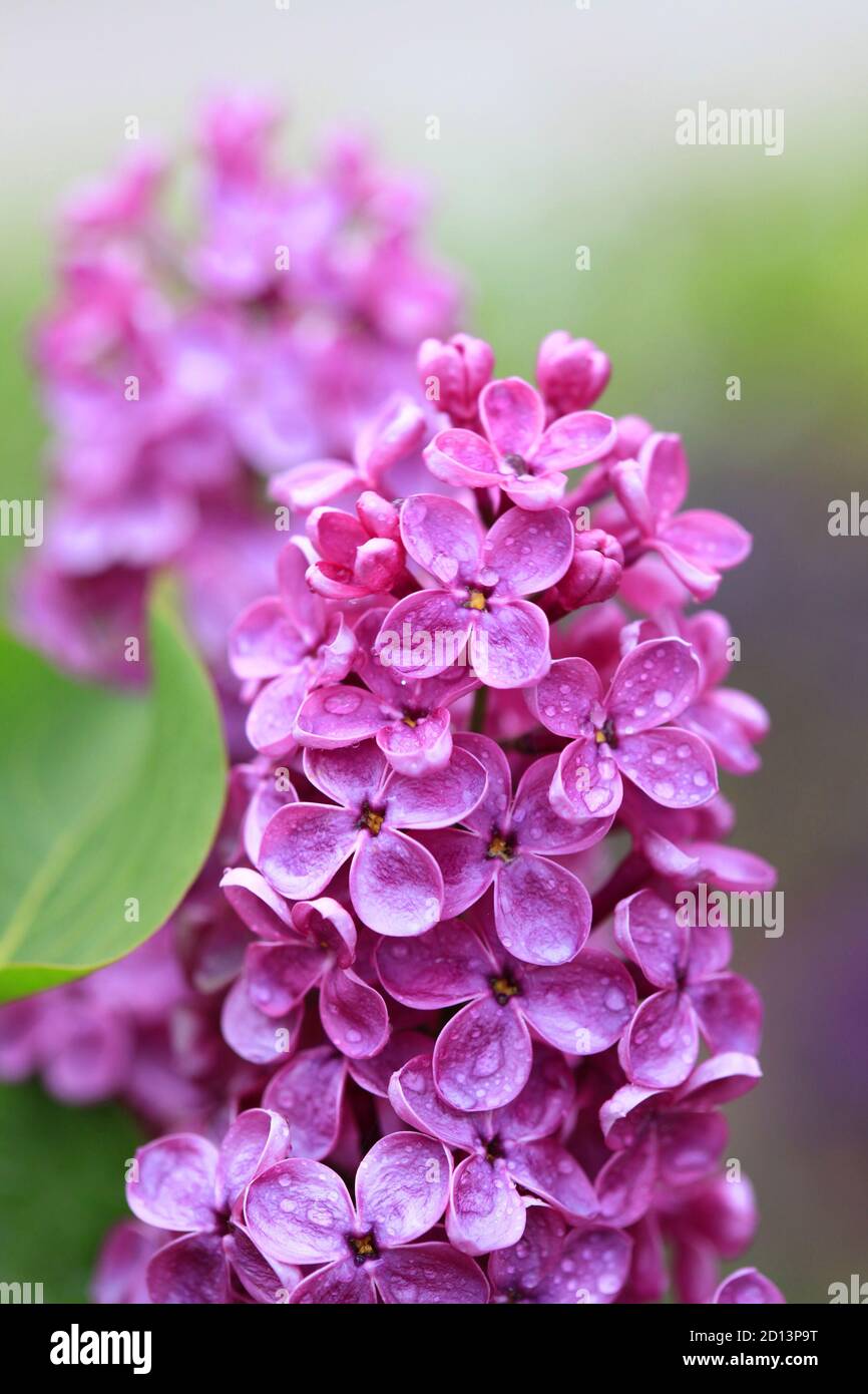 Violet lilac flower background hi-res stock photography and images - Alamy