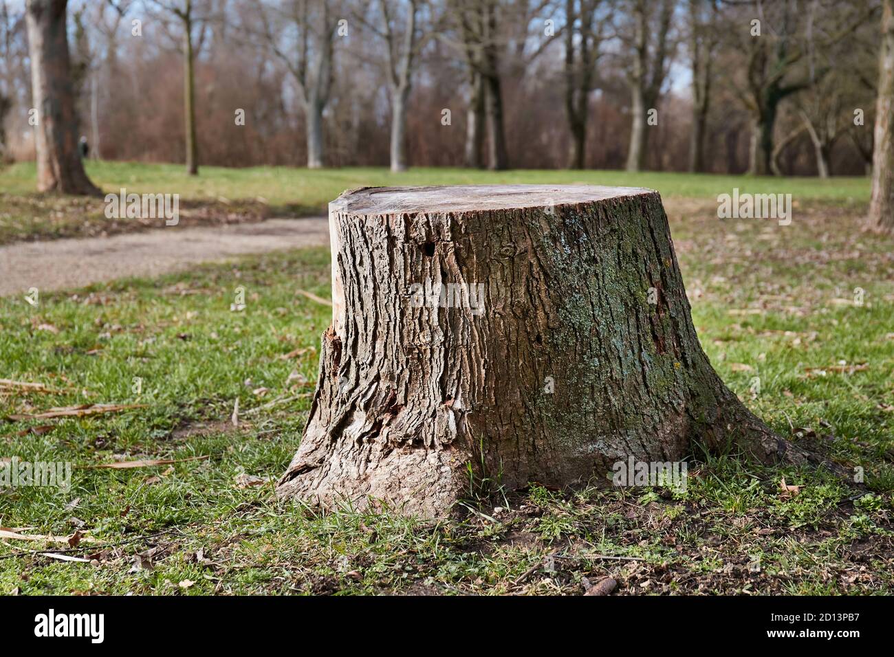 Stump of a chopped tree Stock Photo - Alamy