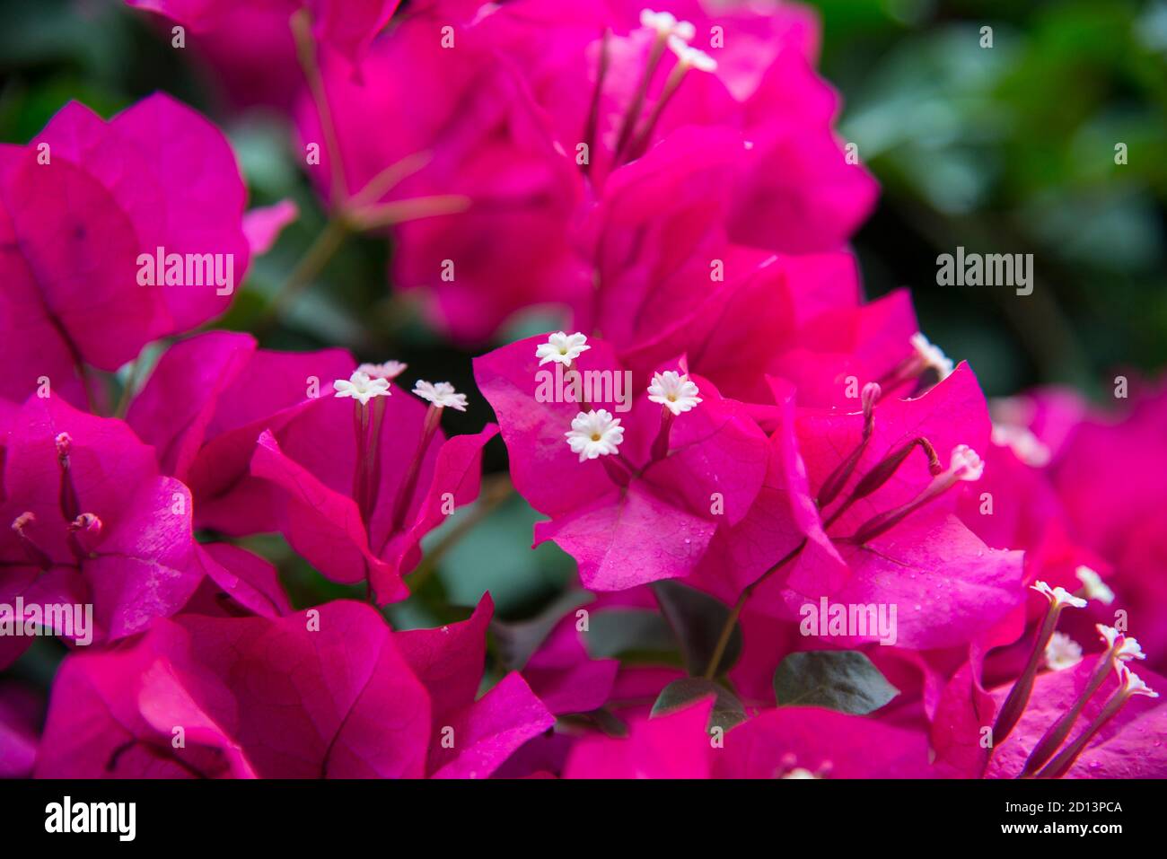 Beautiful colorful bougainvillea flowers blossoms Stock Photo - Alamy