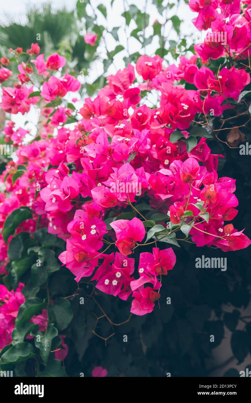 Beautiful colorful bougainvillea flowers blossoms Stock Photo - Alamy