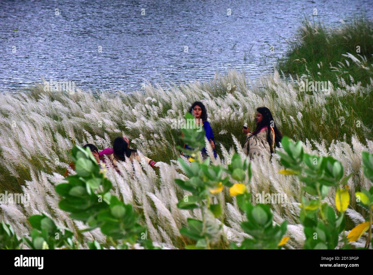 catkin flower in Bangladesh Stock Photo - Alamy