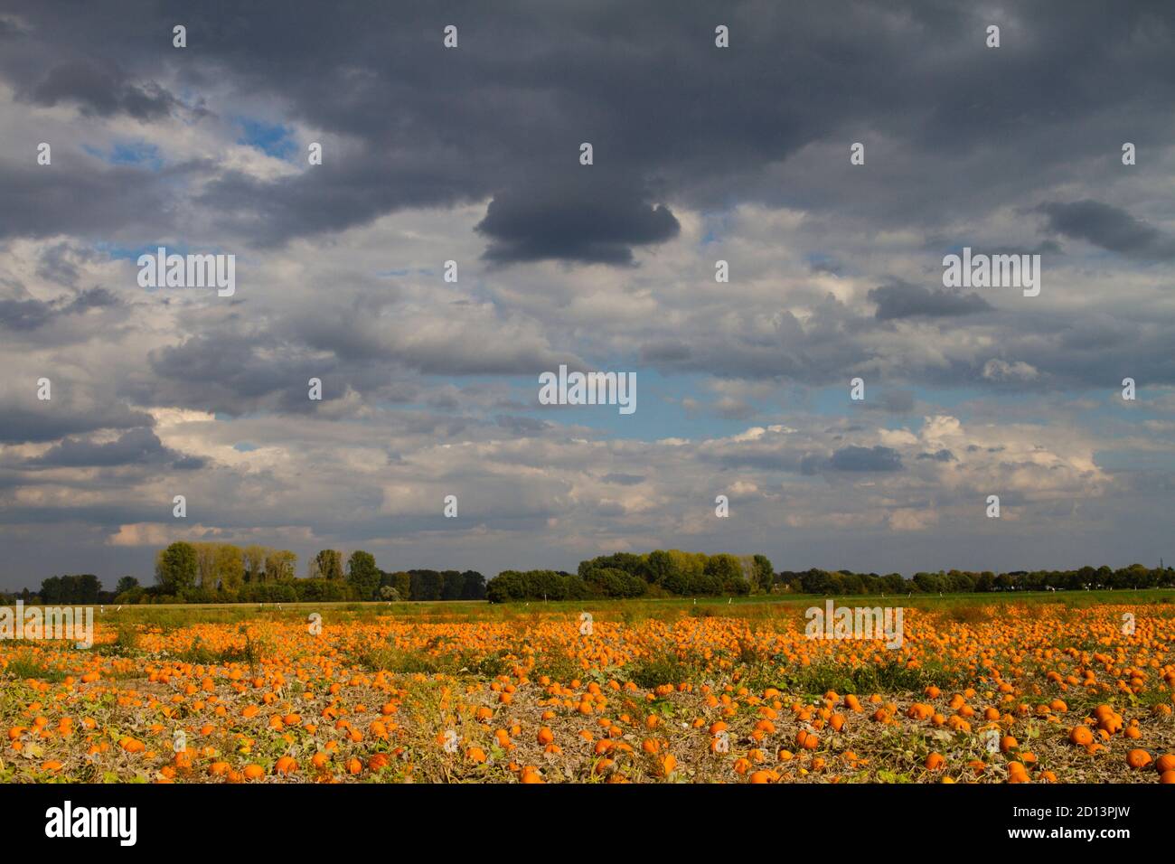 field with pumkins in the district Merkenich, Cologne, Germany. Feld ...