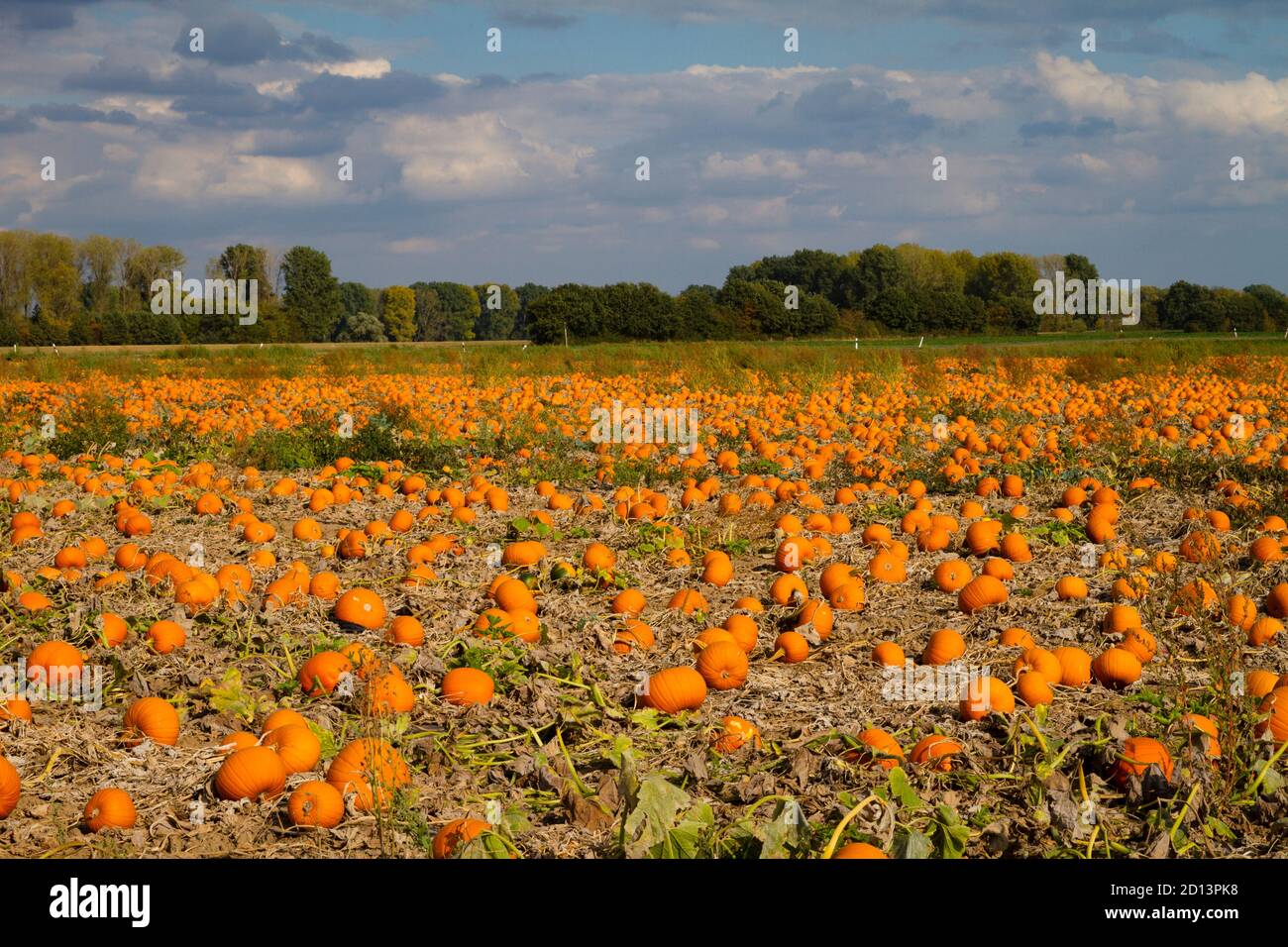 field with pumkins in the district Merkenich, Cologne, Germany. Feld ...
