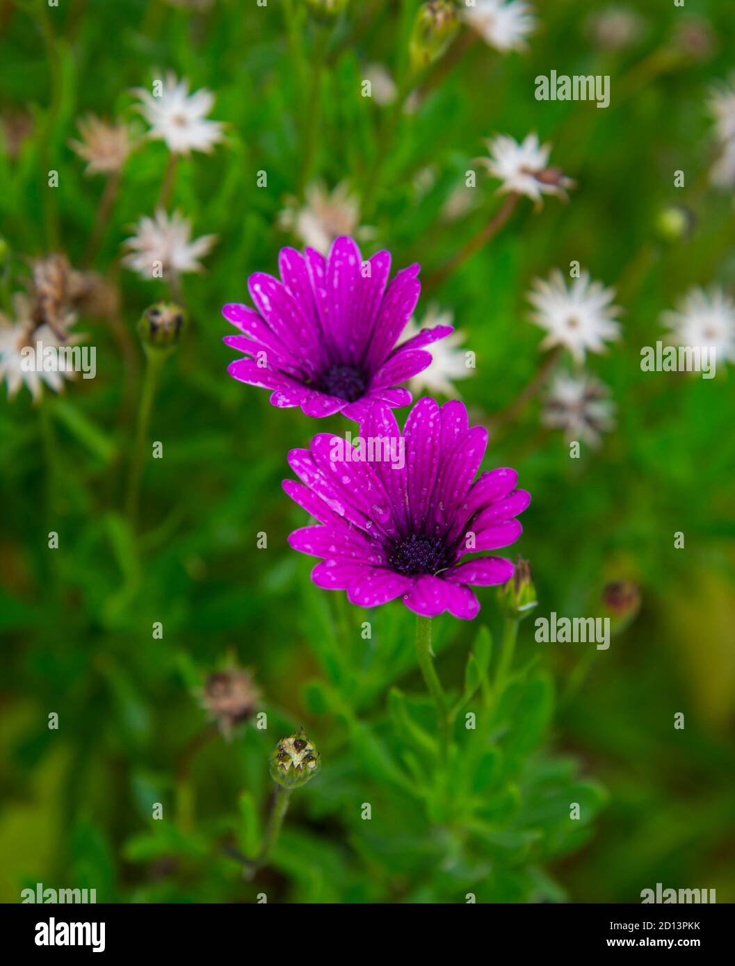 Osteospermum fruticosum flowers hi-res stock photography and images - Alamy