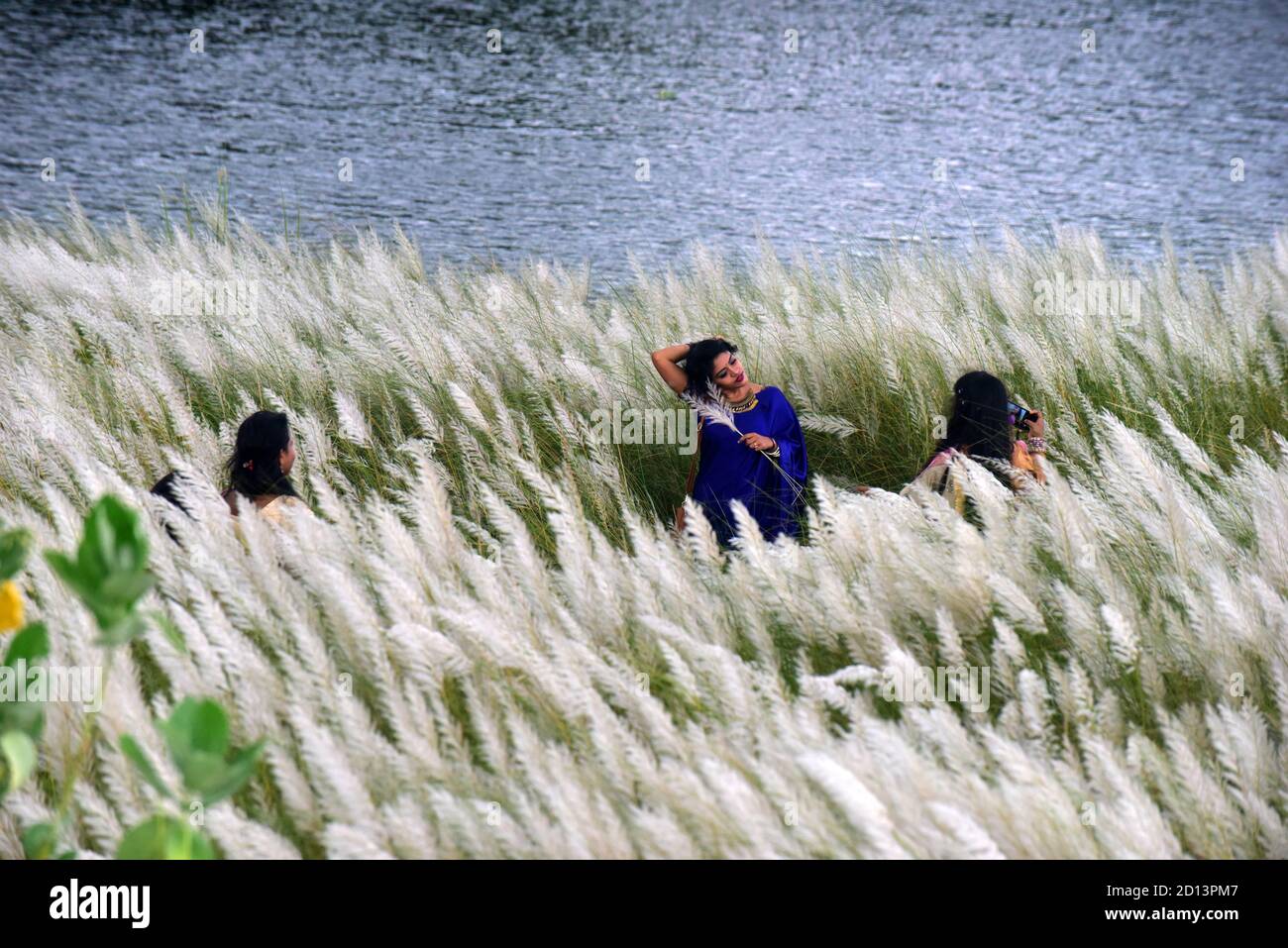 catkin flower in Bangladesh Stock Photo - Alamy