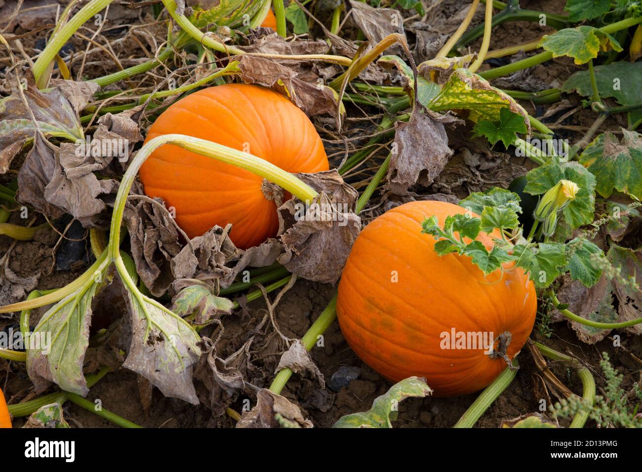 Kuerbis frucht hi-res stock photography and images - Alamy