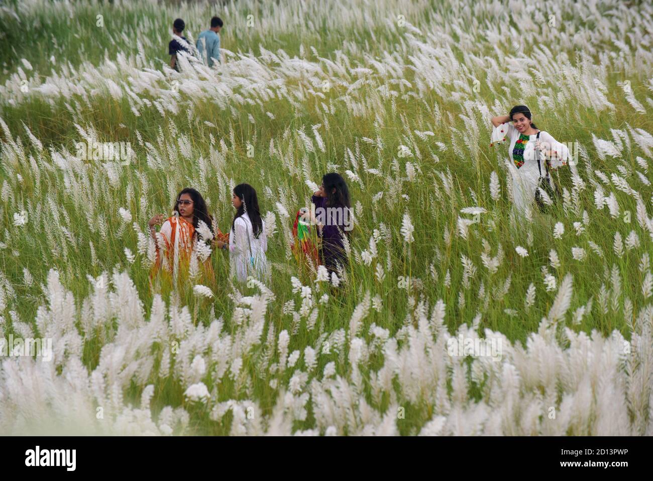 catkin flower in Bangladesh Stock Photo - Alamy