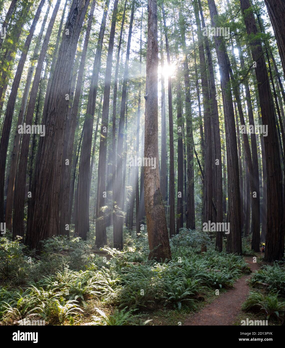 Beams of light pierce a dark, imposing, old-growth Redwood forest in ...
