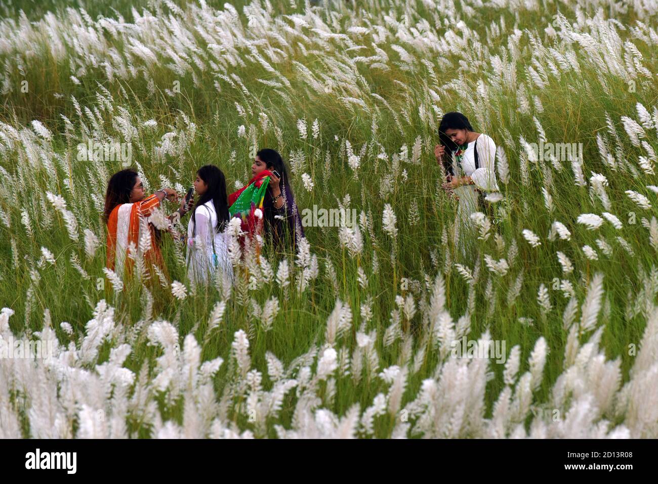 catkin flower in Bangladesh Stock Photo - Alamy