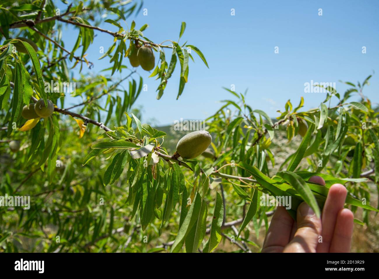 Almonds on a tree branch in the forest Stock Photo - Alamy
