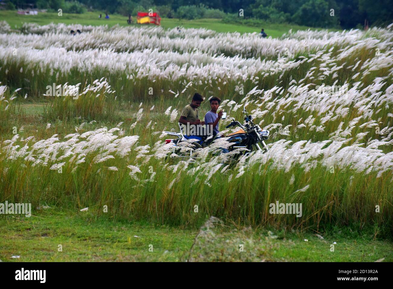 catkin flower in Bangladesh Stock Photo - Alamy