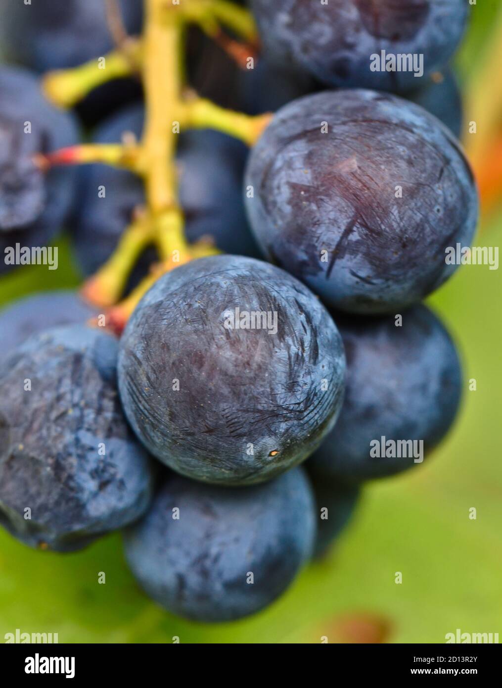 Very delicous and tasty bunch of blue and sweet grapes as a macro Stock ...