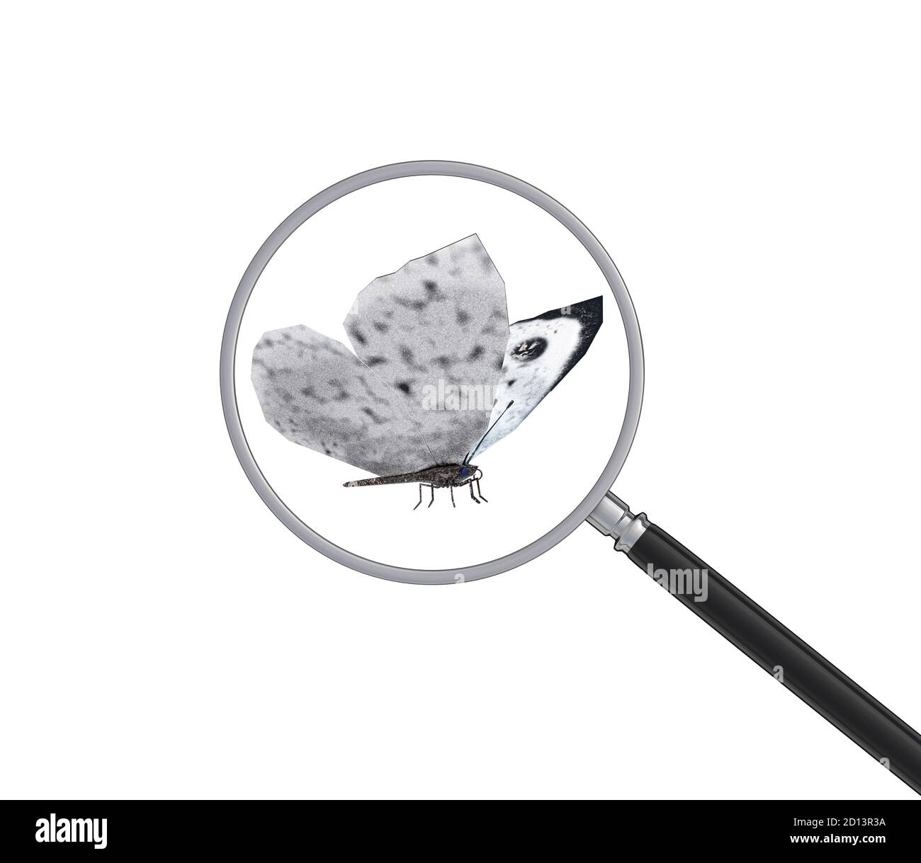 Magnifying glass insect hi-res stock photography and images - Alamy