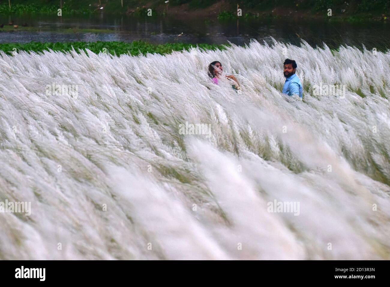 catkin flower in Bangladesh Stock Photo - Alamy