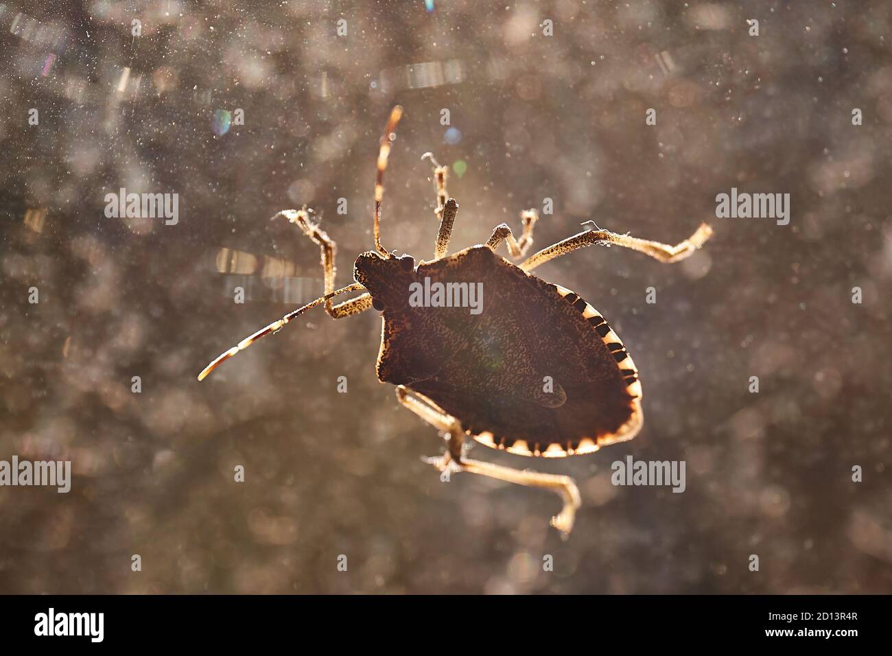 Stink bug closeup on the window Stock Photo - Alamy