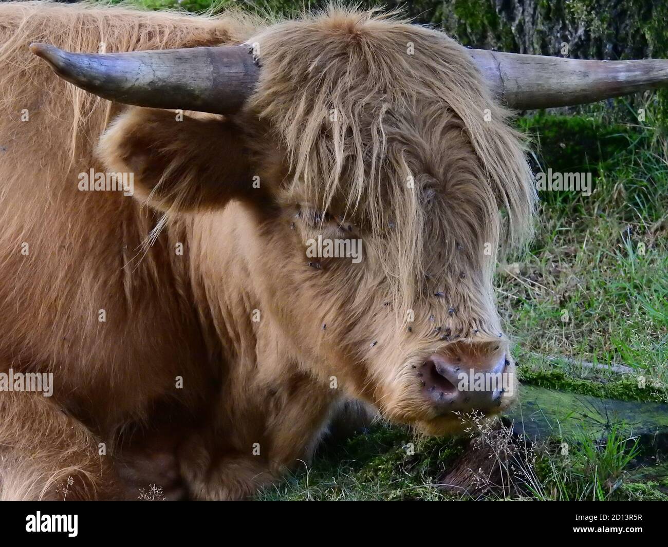Closeup of a hairy highland bull Stock Photo - Alamy