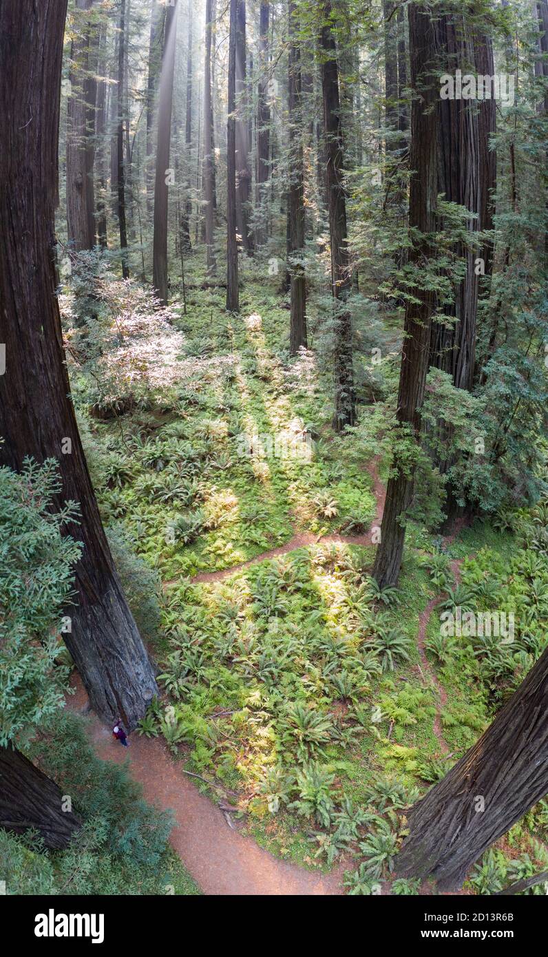 Old growth redwood forest in hi-res stock photography and images - Alamy