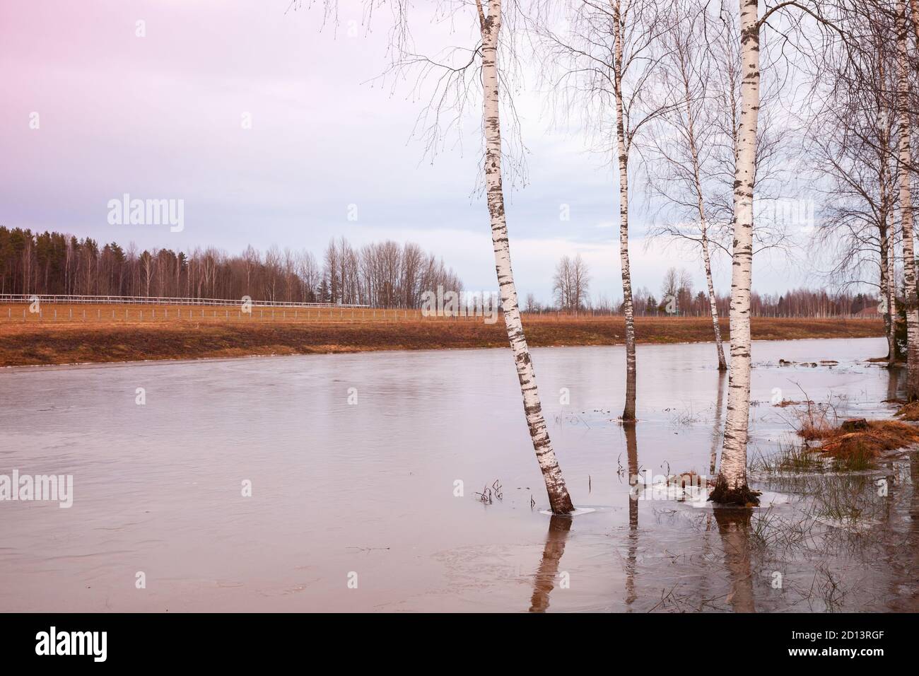 Rural Russian landscape with birch trees standing in water, natural ...