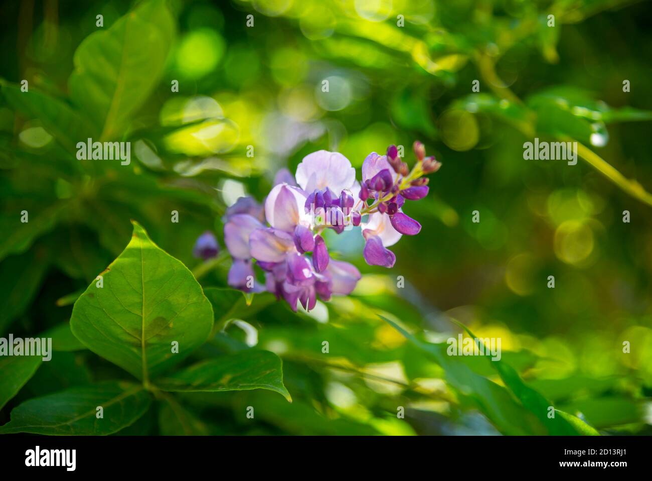 Purple flowers on the branch of acacia tree Stock Photo - Alamy