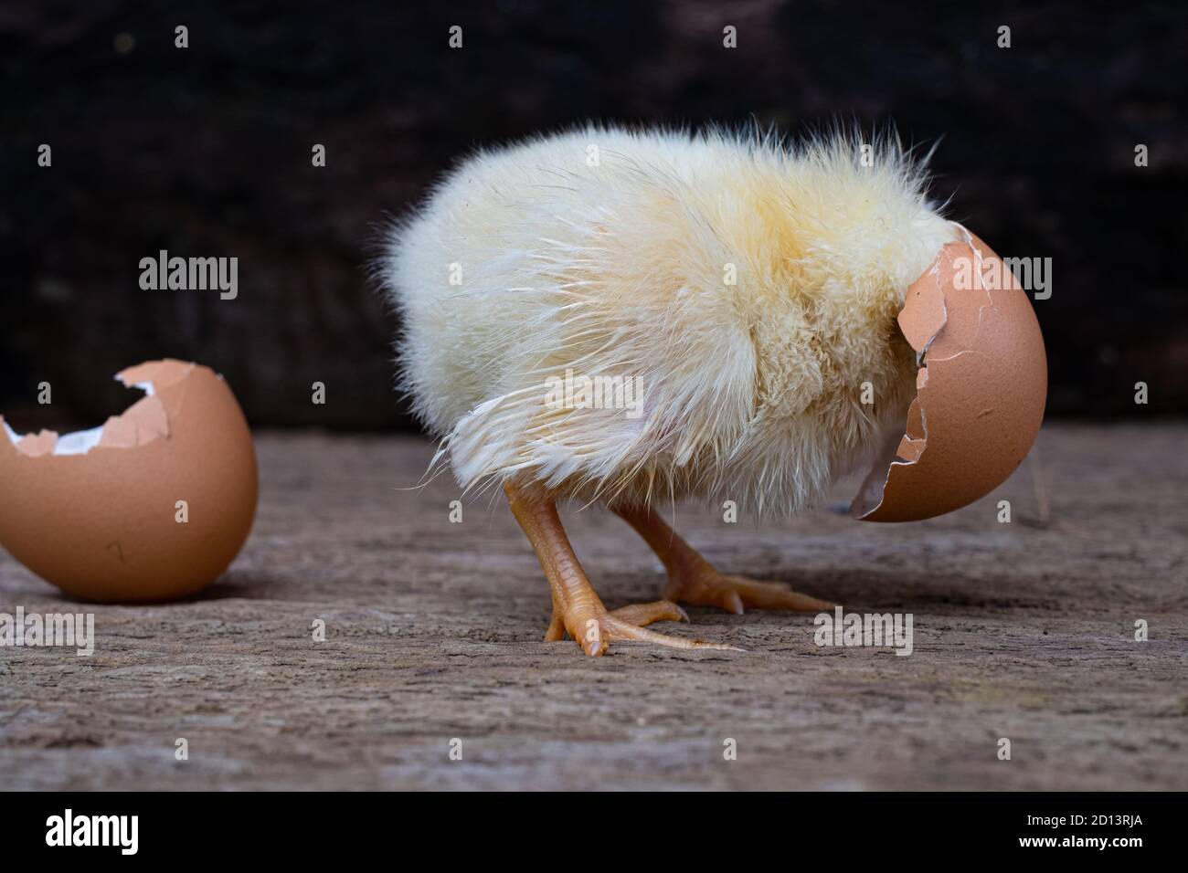 Baby chick hatching from its egg hi-res stock photography and images ...