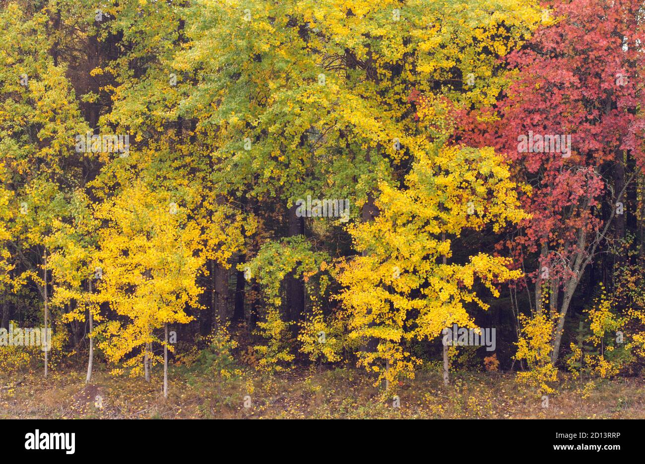 Trees with countless of leaf. Foliage in red, orange, yellow and green ...