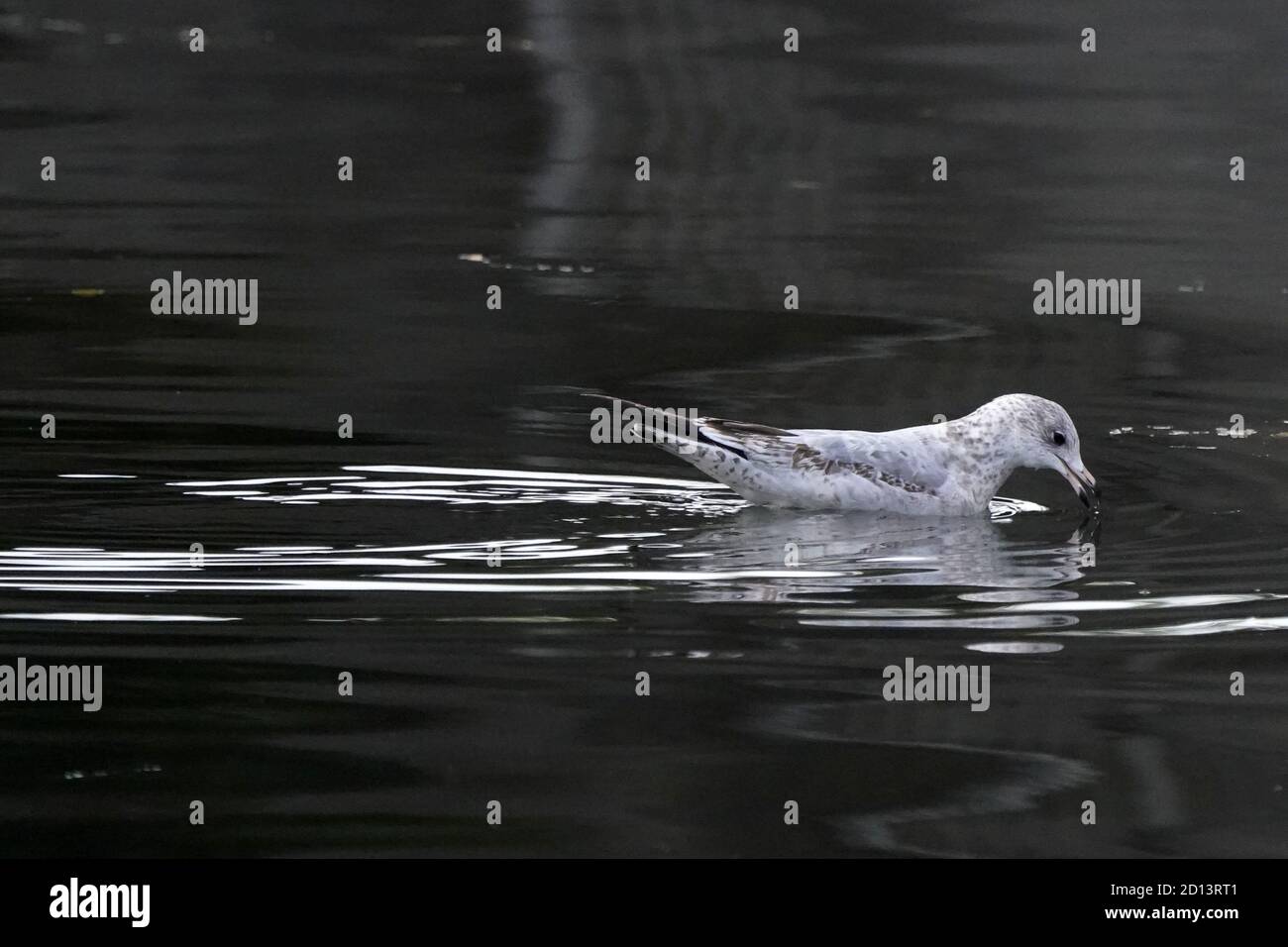 Seagull life cycle hi-res stock photography and images - Alamy