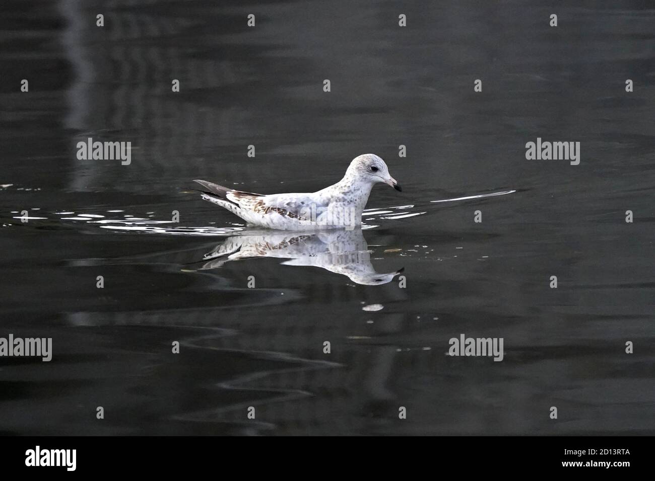 Seagull life cycle hi-res stock photography and images - Alamy