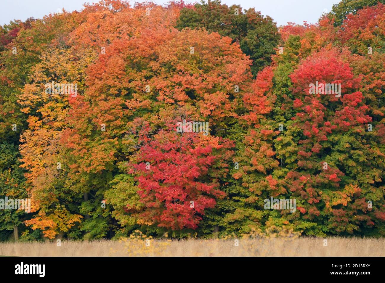 Deciduous forest turns these bright colours hi-res stock photography ...