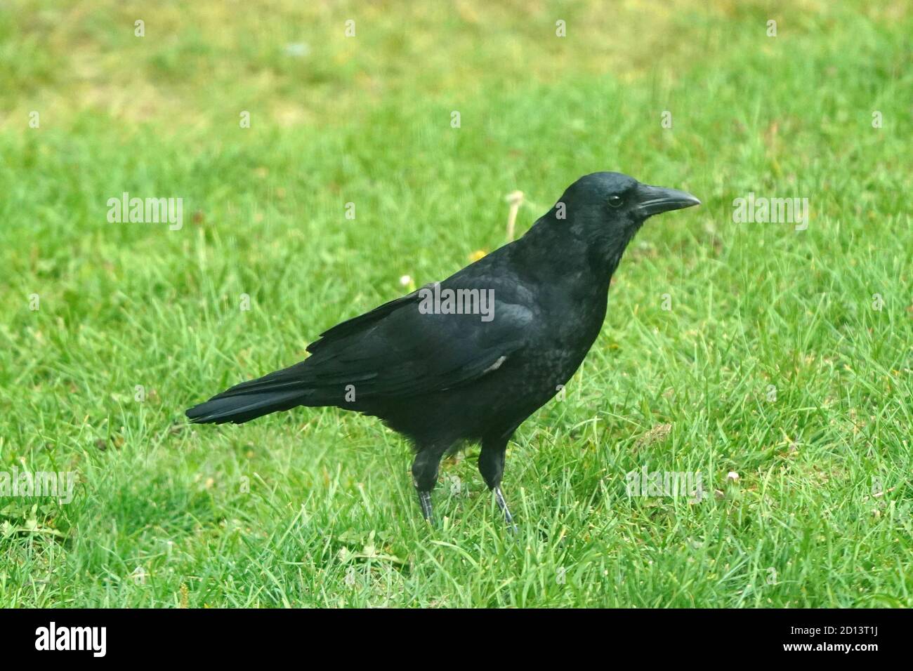 Shiny crows hi-res stock photography and images - Alamy