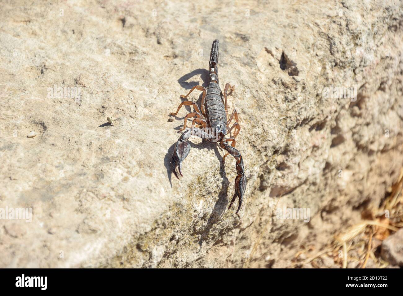 Dangerous scorpion hi-res stock photography and images - Alamy