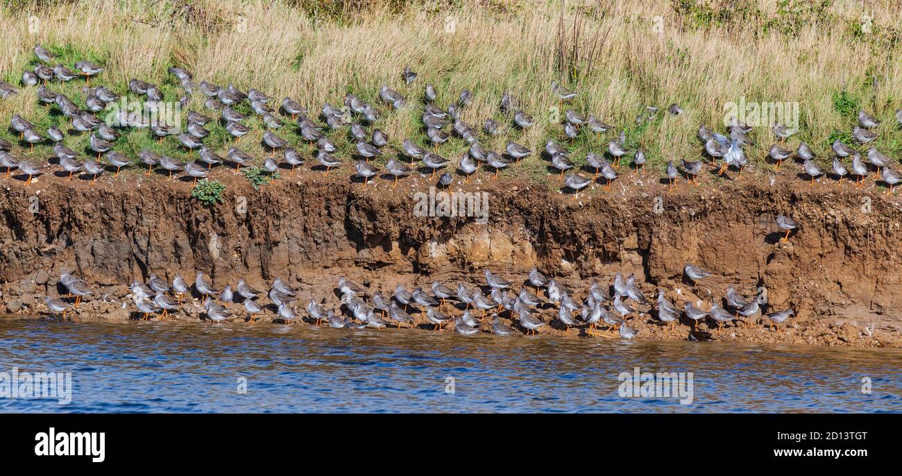 Shoreline feeder hi-res stock photography and images - Alamy