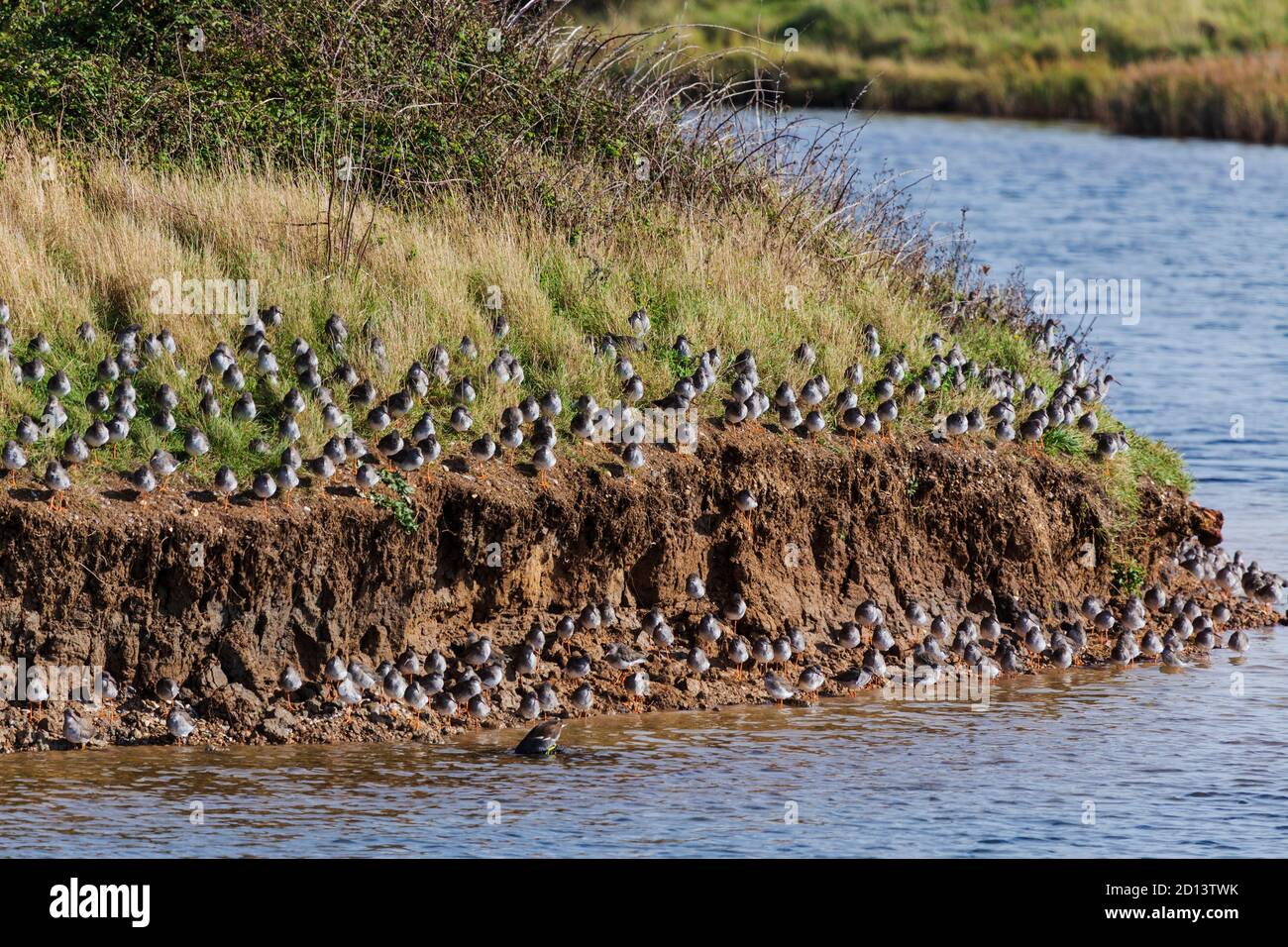 Shoreline feeder hi-res stock photography and images - Alamy
