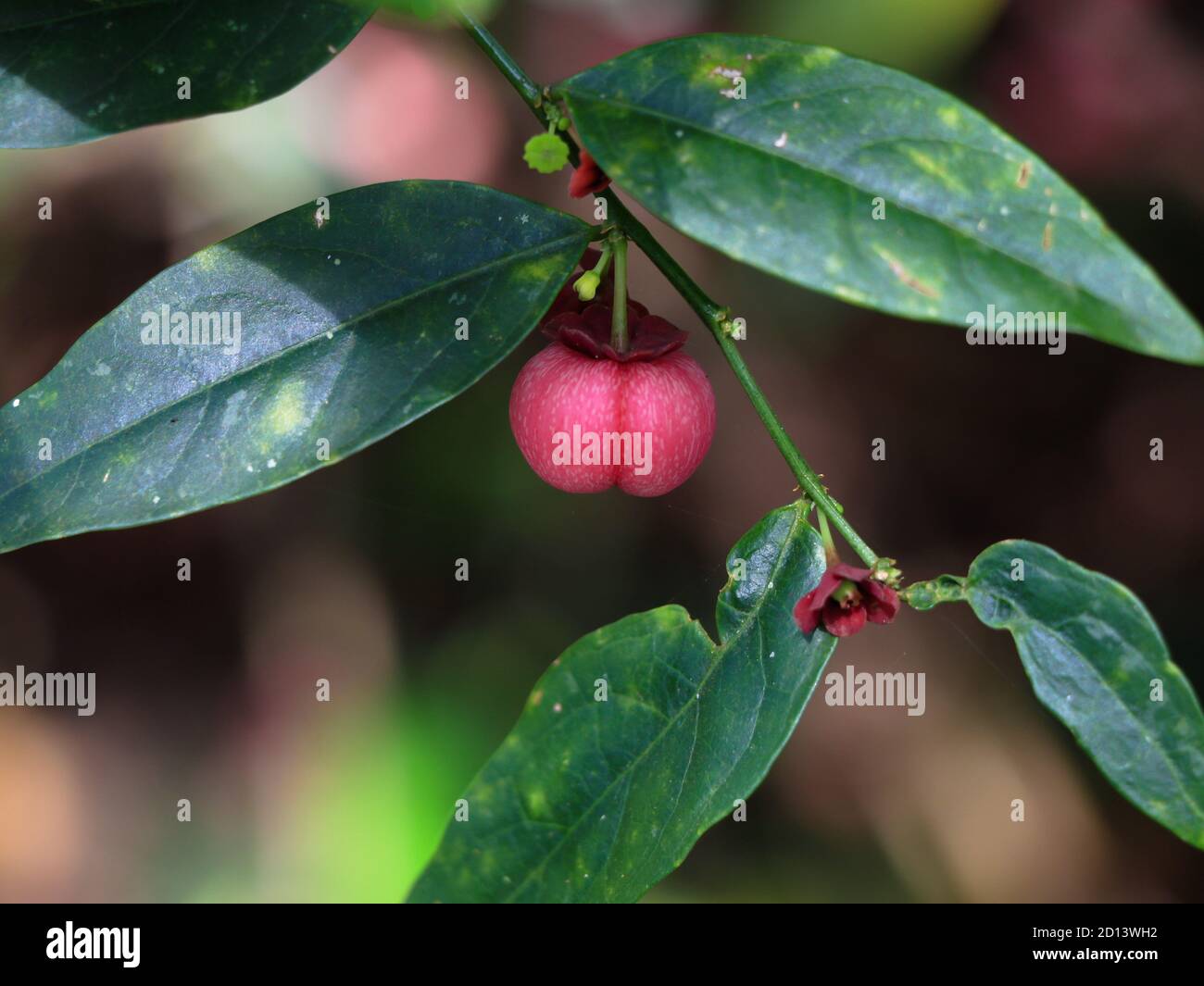 Light pink color seeds of sweet leaf or Sauropus androgynus, leaf ...