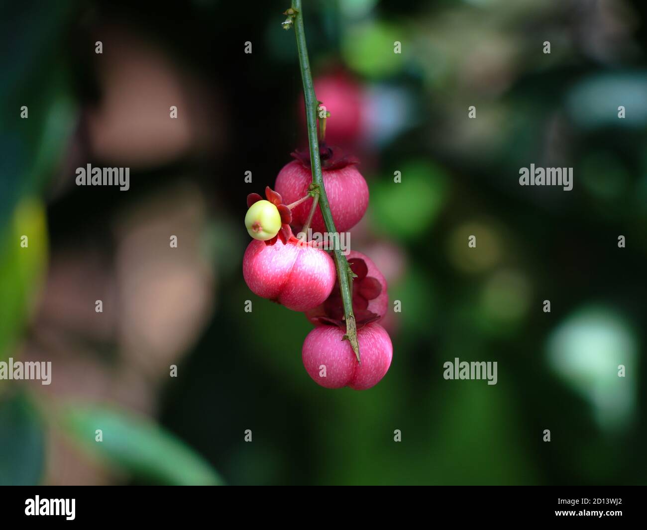 Light pink color seeds of sweet leaf or Sauropus androgynus, leaf ...