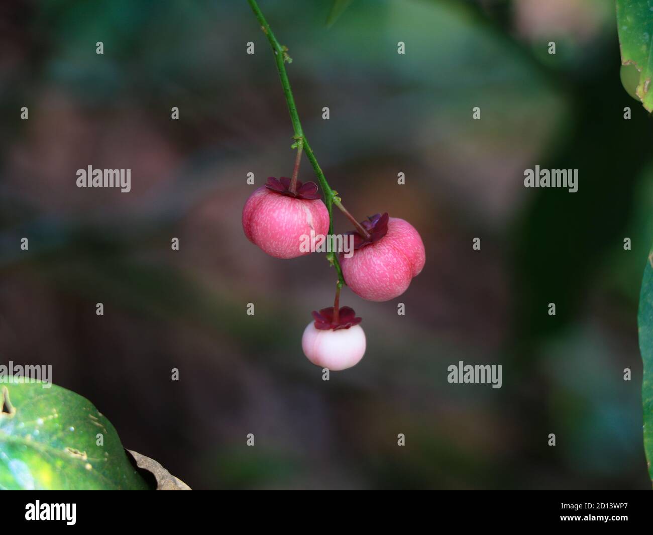 Light pink color seeds of sweet leaf or Sauropus androgynus, leaf ...