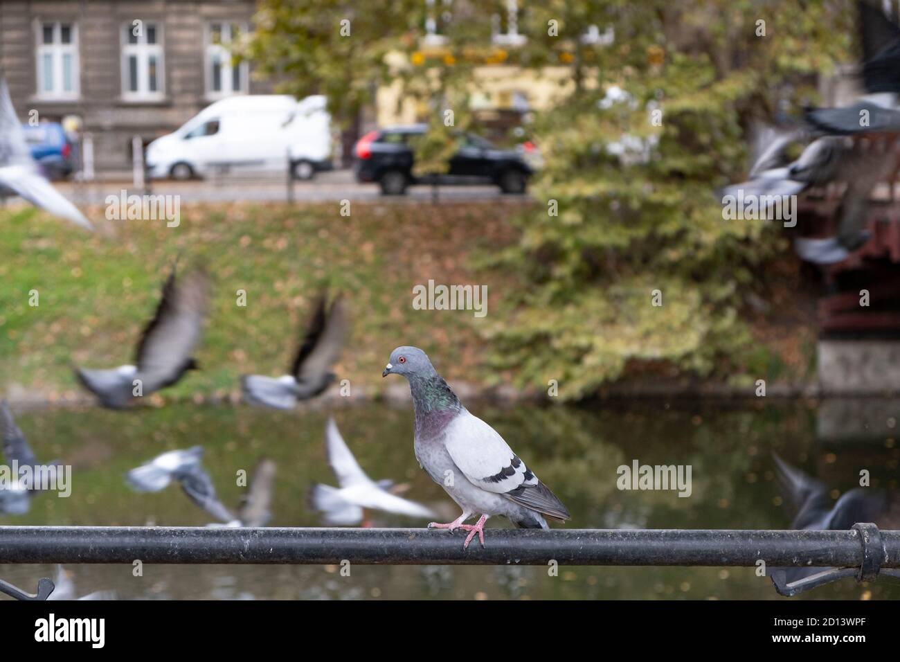 Dove on the bridge, Wroclaw city Stock Photo - Alamy