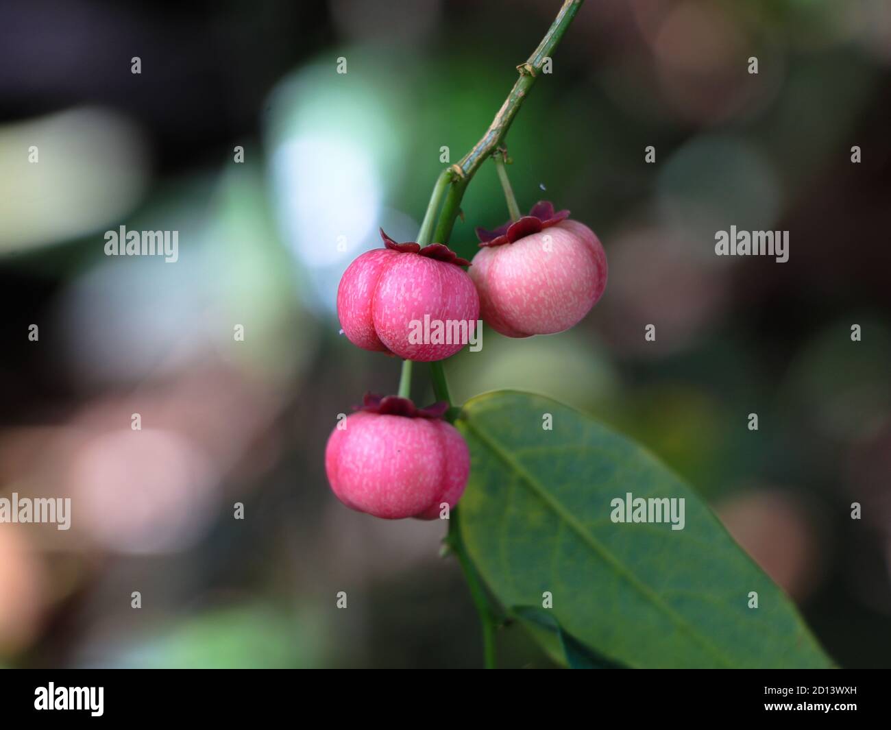 Light pink color seeds of sweet leaf or Sauropus androgynus, leaf ...