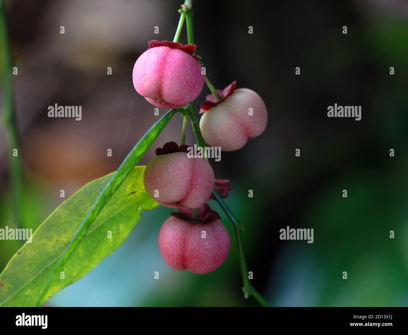 Light pink color seeds of sweet leaf or Sauropus androgynus, leaf ...