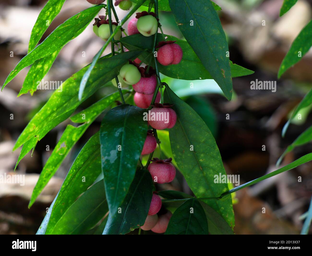 Light pink color seeds of sweet leaf or Sauropus androgynus, leaf ...