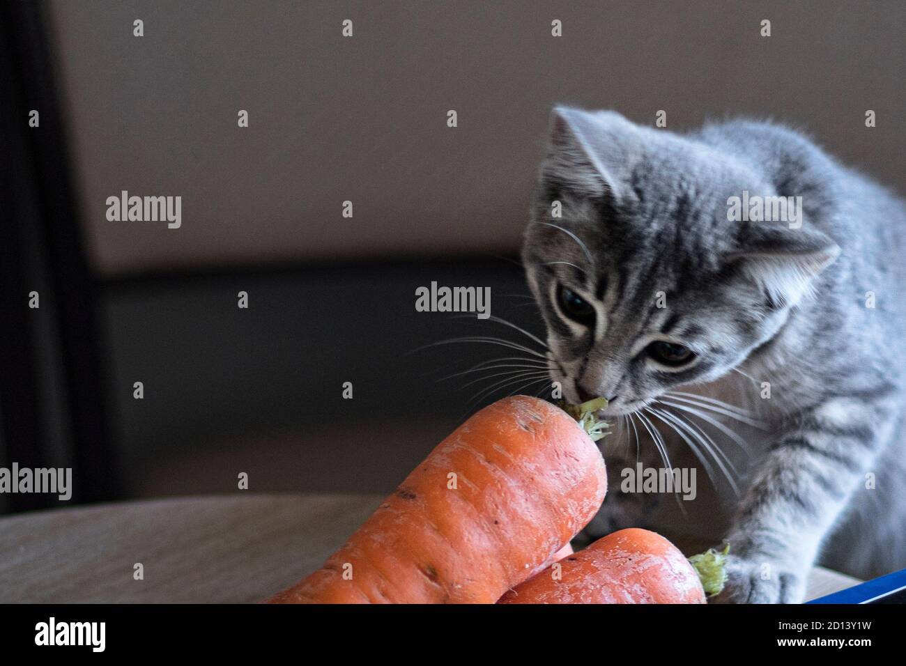 little gray kitten eats carrot. Little cat is a vegetarian Soft focus ...