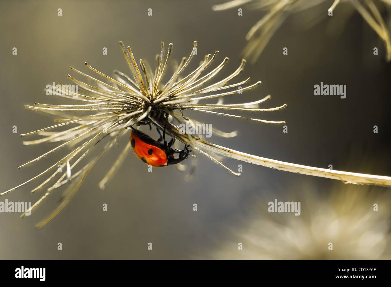 Closeup upside down red ladybug on dried flower Stock Photo - Alamy