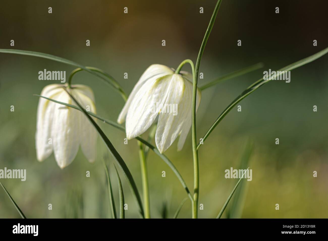 Fritillaria alba hi-res stock photography and images - Alamy