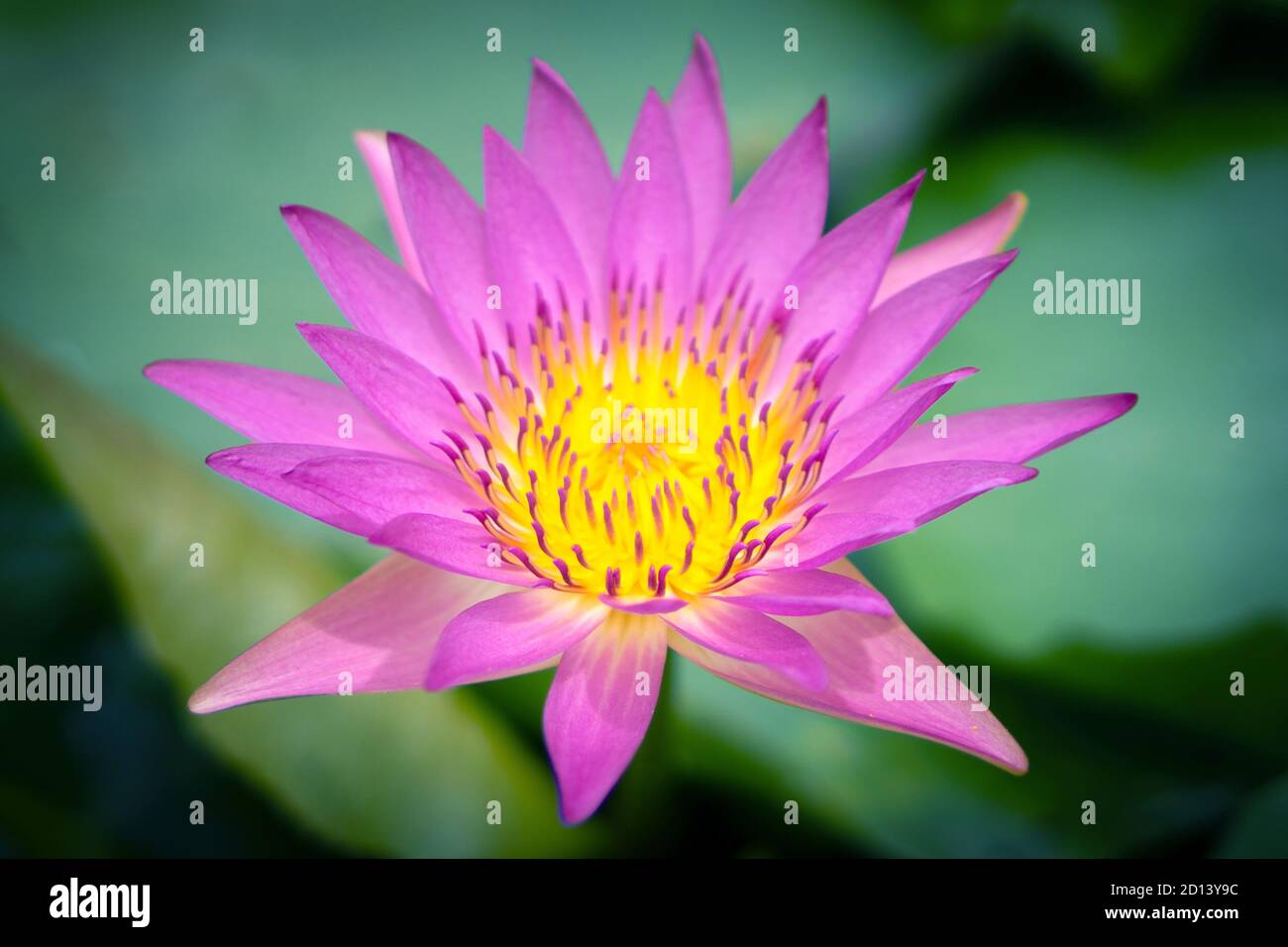 Pink lotus flowers in the lotus pond for agriculture Stock Photo - Alamy