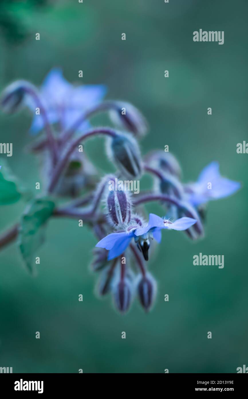 Close-up Blue Borage flowers, Borago officinalis over green background ...